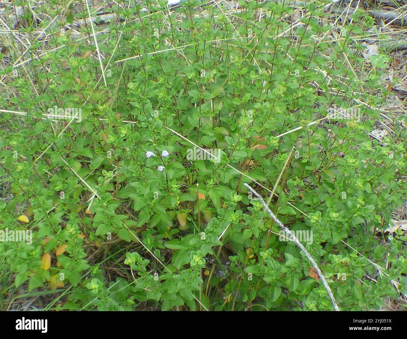 Georgia calamint (Clinopodium carolinianum Stock Photo - Alamy