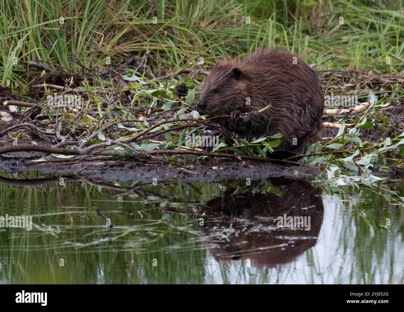 American Beaver (Castor canadensis Stock Photo - Alamy