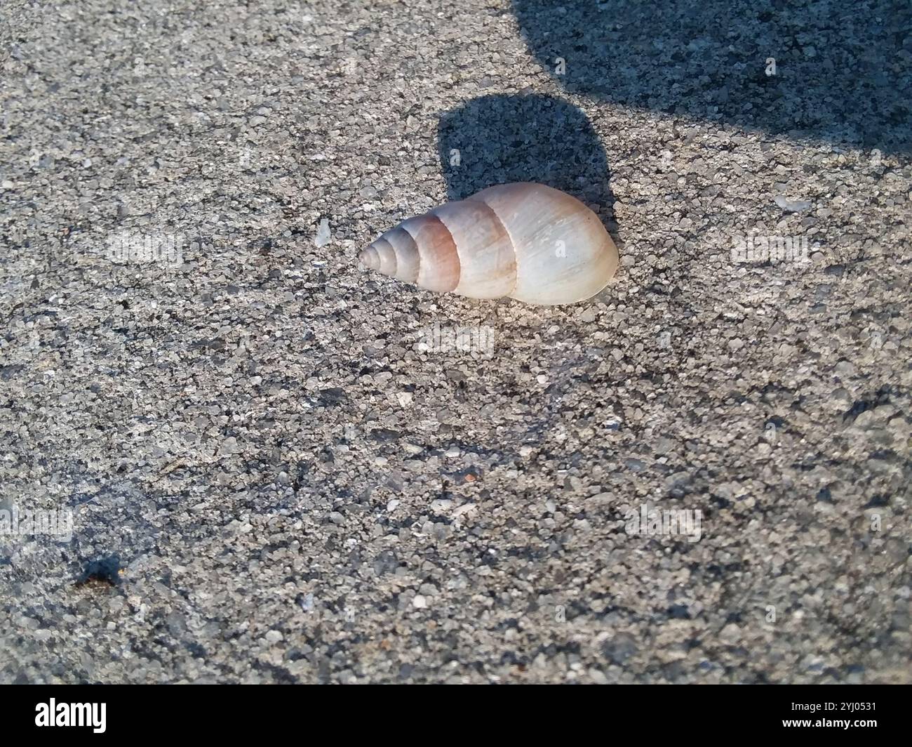 Ghost Bulimulus (Bulimulus bonariensis Stock Photo - Alamy