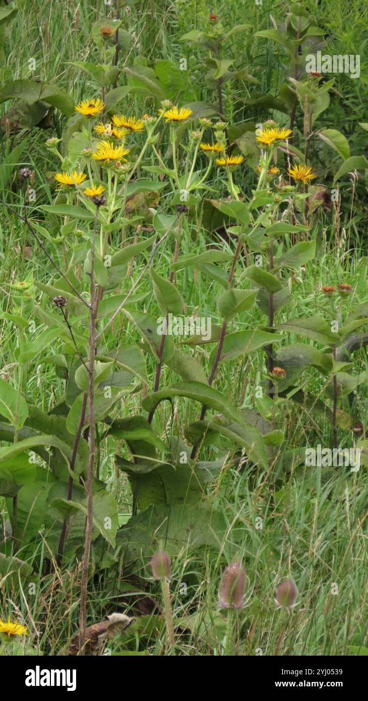 Elecampane (Inula helenium Stock Photo - Alamy