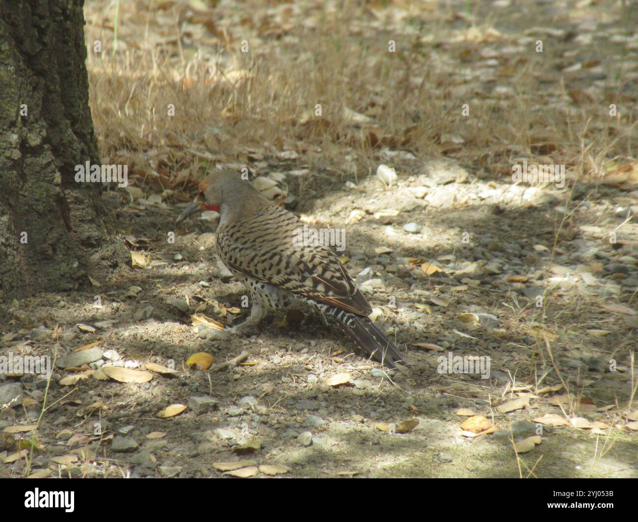 Northern Flicker (Colaptes auratus Stock Photo - Alamy