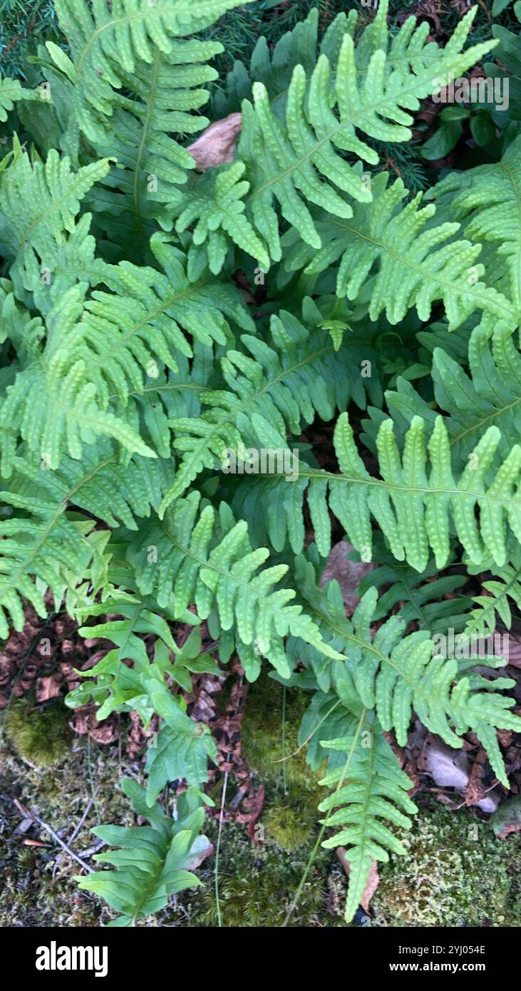 common polypody (Polypodium vulgare Stock Photo - Alamy