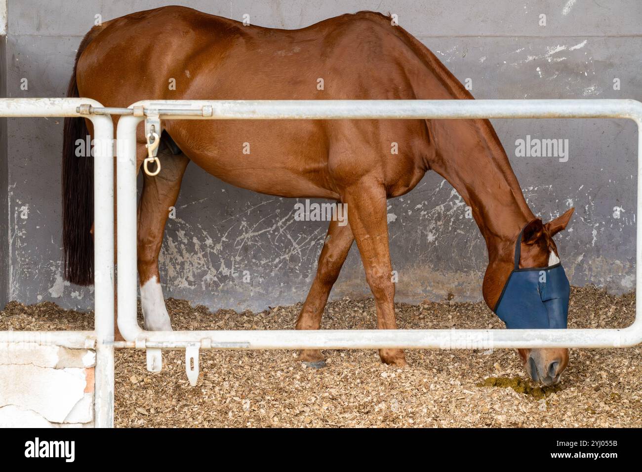 This ground-level close-up captures the stable life of a horse Stock ...