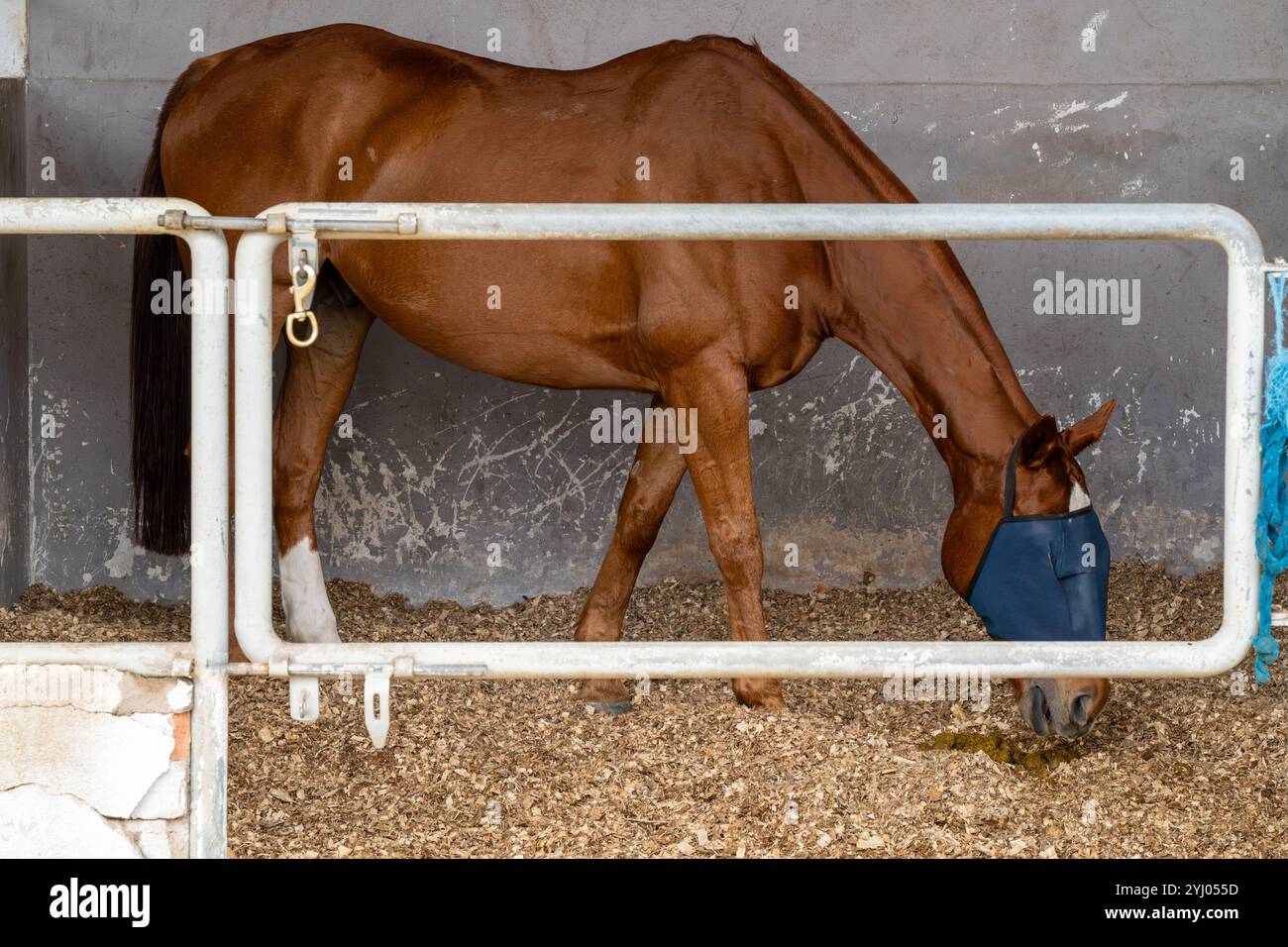 This ground-level close-up captures the stable life of a horse Stock ...