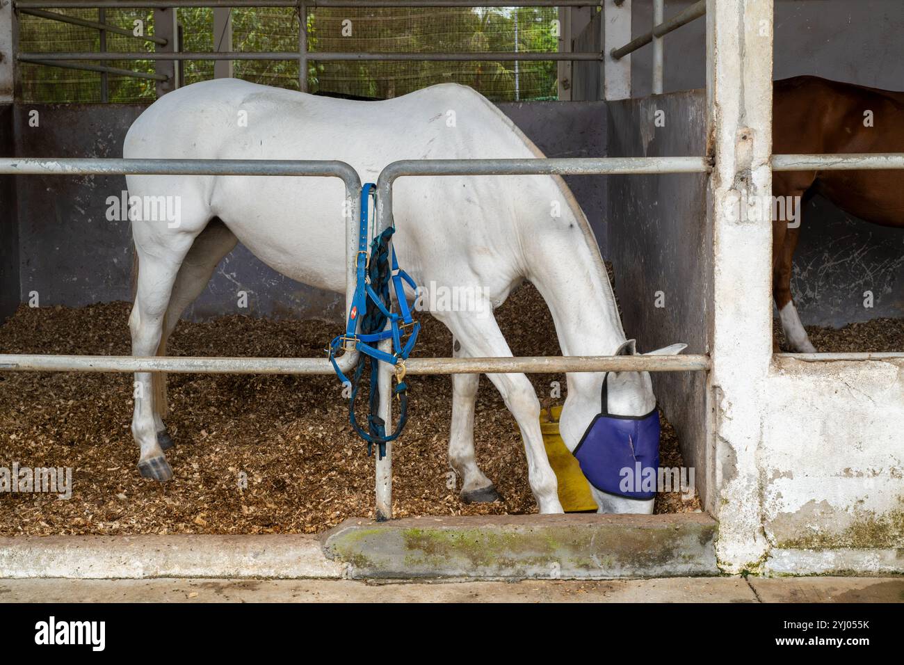 This ground-level close-up captures the stable life of a horse Stock ...