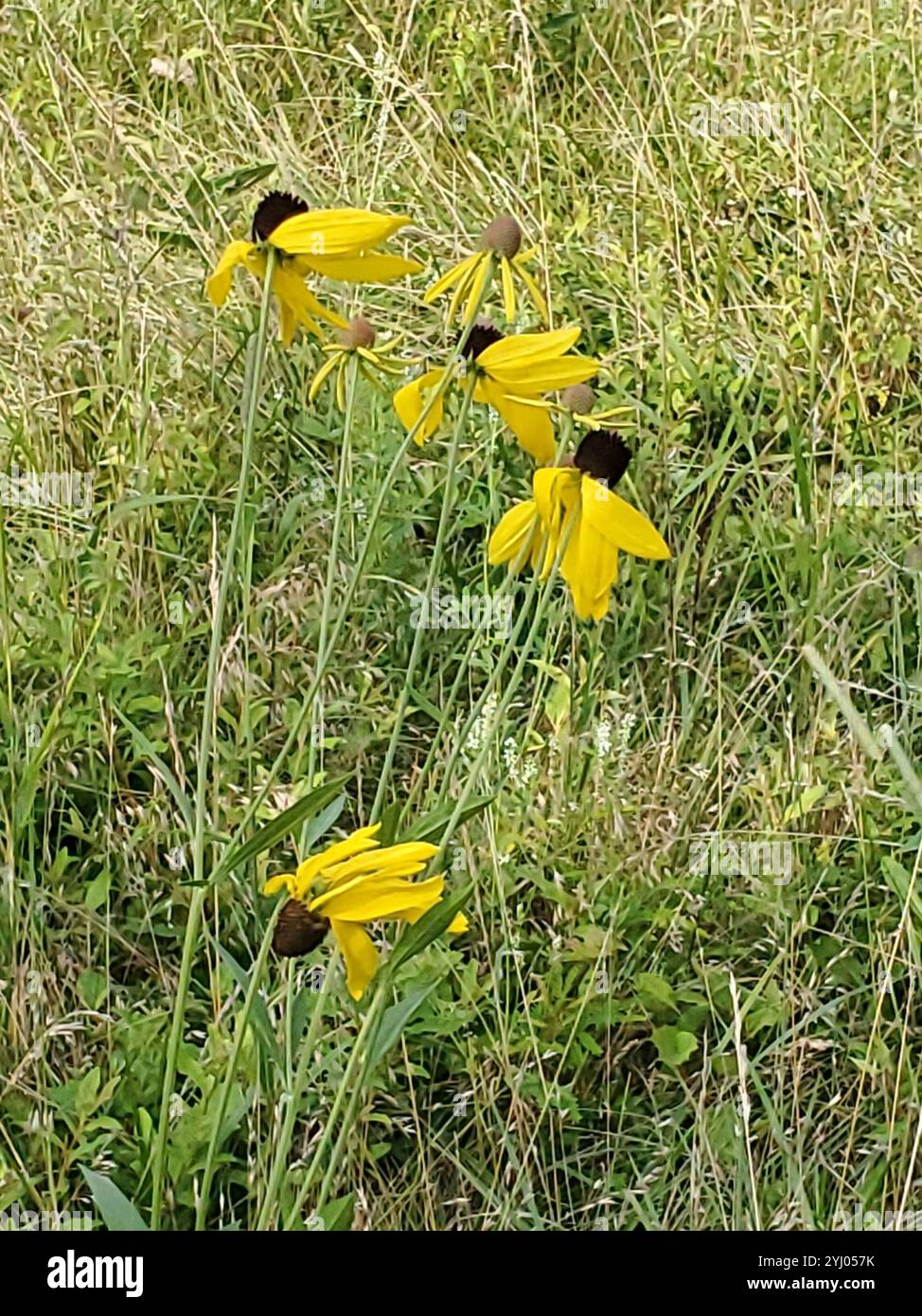 grey-headed coneflower (Ratibida pinnata Stock Photo - Alamy