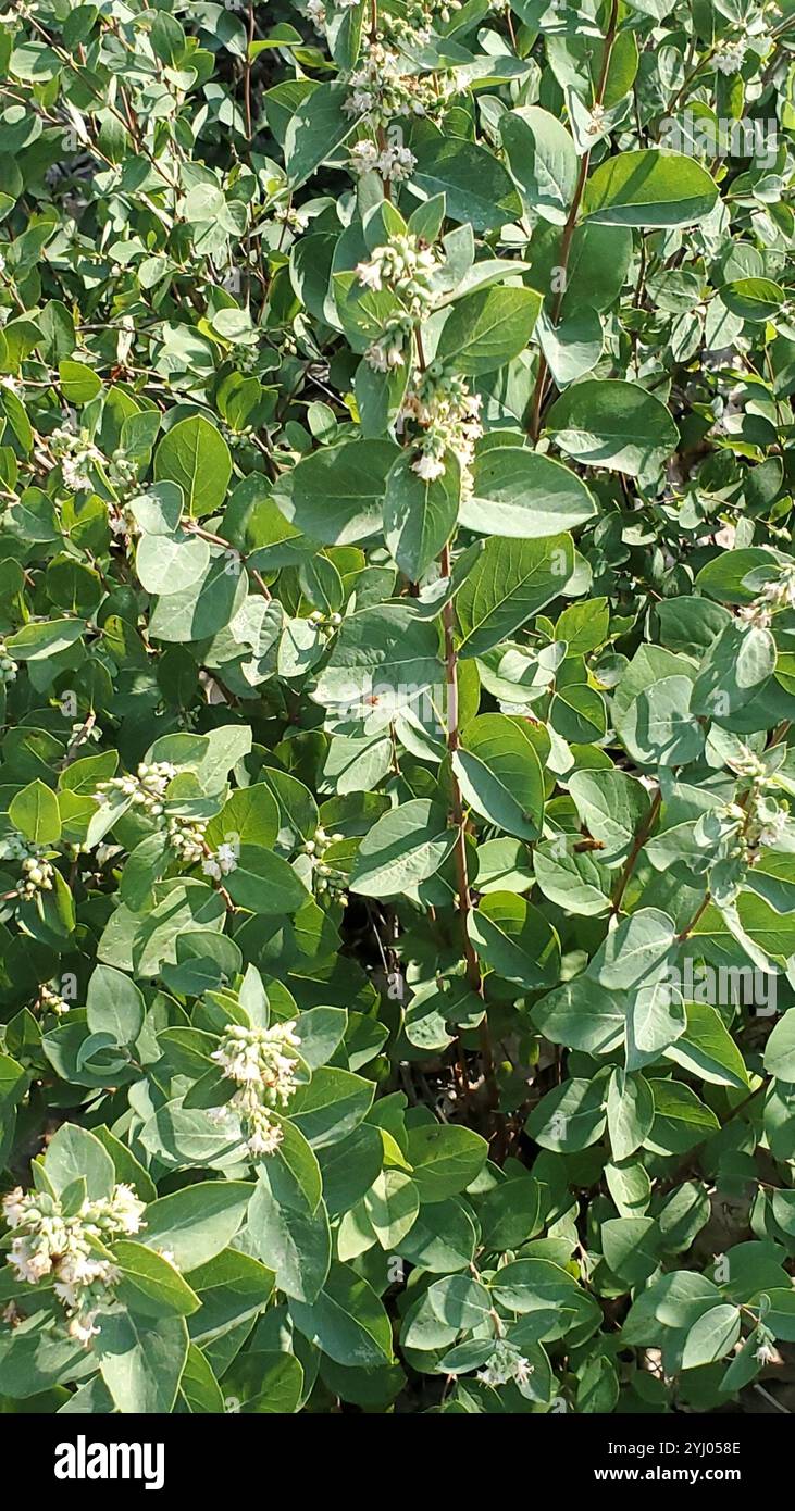 Western Snowberry (Symphoricarpos occidentalis Stock Photo - Alamy