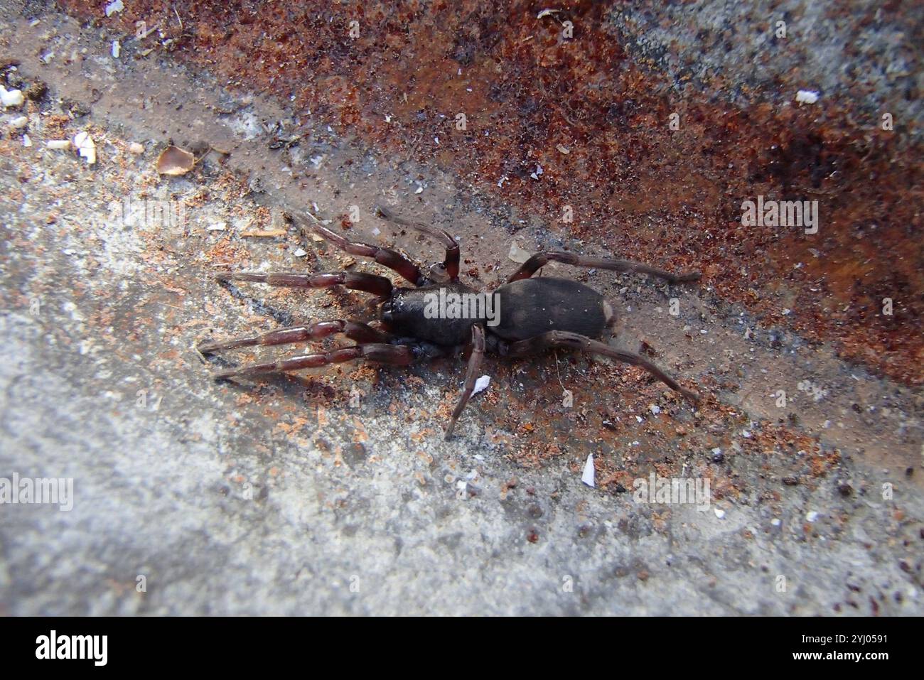 White-tailed Spiders (Lampona Stock Photo - Alamy