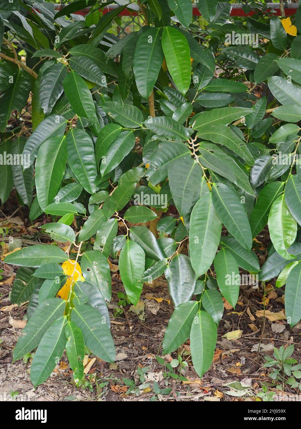 figwood (Ficus virgata Stock Photo - Alamy