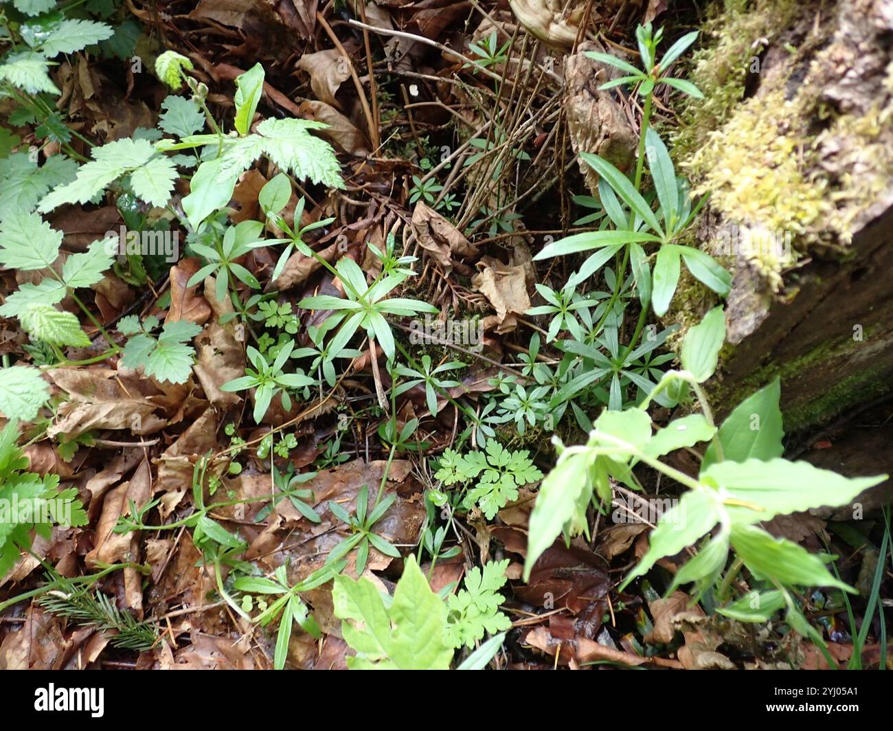 fragrant bedstraw (Galium triflorum Stock Photo - Alamy