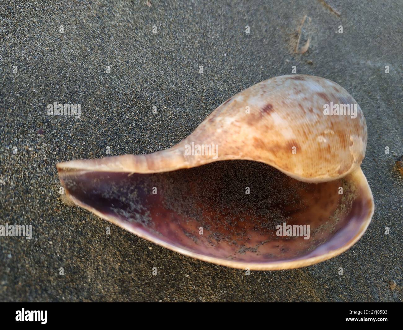 True Fig Shell (Ficus variegata Stock Photo - Alamy