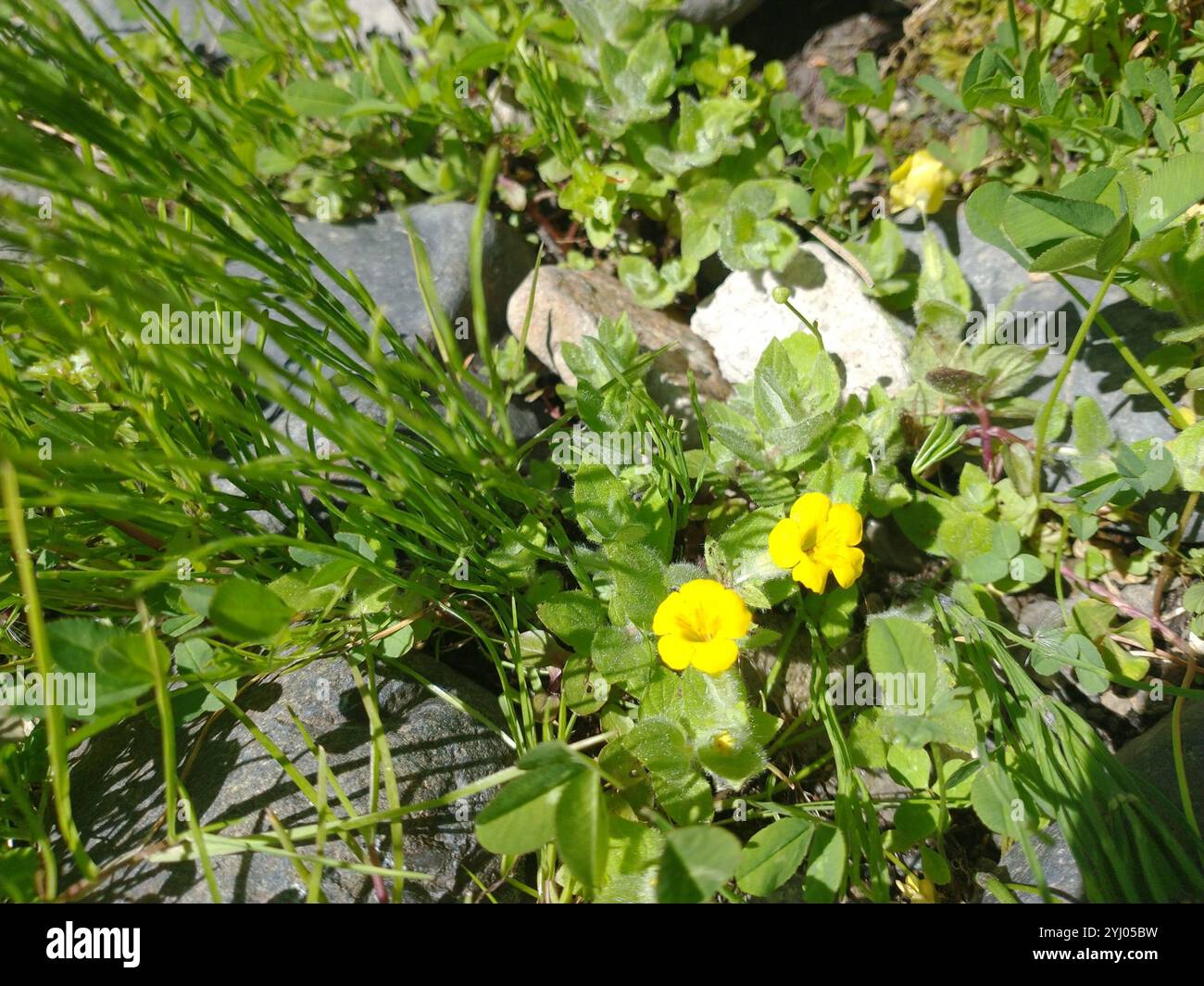 Erythranthe moschata hi-res stock photography and images - Alamy