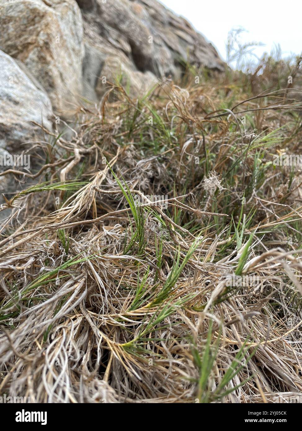 Saltgrass (Distichlis spicata Stock Photo - Alamy