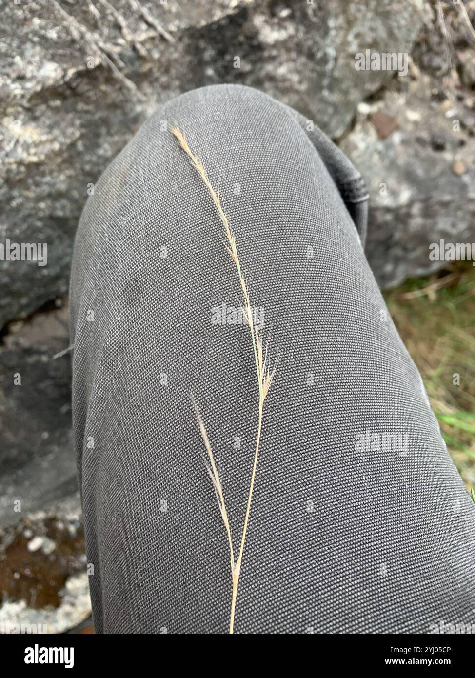 rattail sixweeks grass (Festuca myuros Stock Photo - Alamy