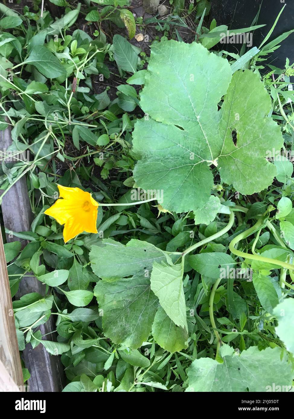 American pumpkin (Cucurbita pepo Stock Photo - Alamy