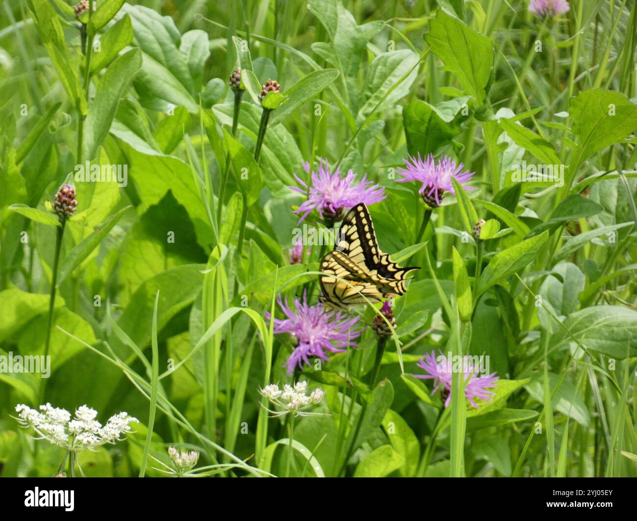 Old World Swallowtail (Papilio machaon Stock Photo - Alamy