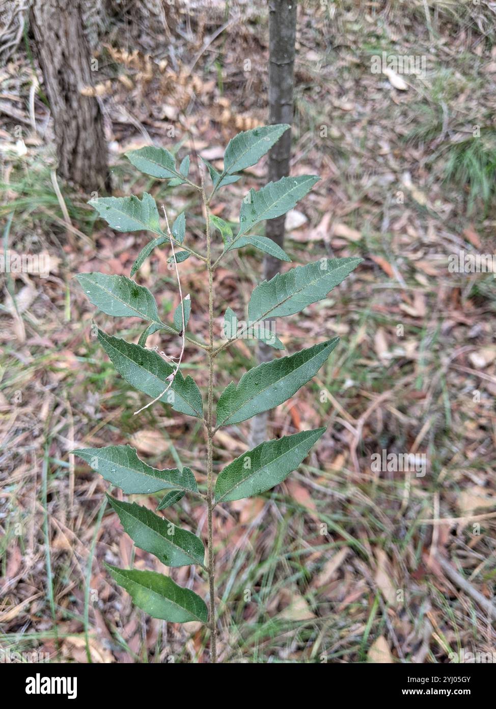 Fern Top (Jagera pseudorhus Stock Photo - Alamy
