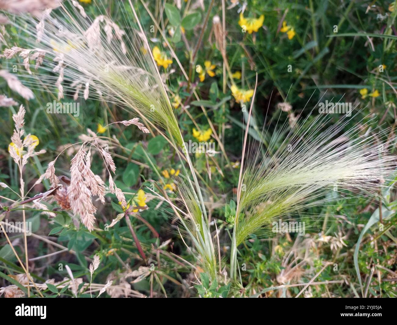 Foxtail Barley (Hordeum jubatum Stock Photo - Alamy