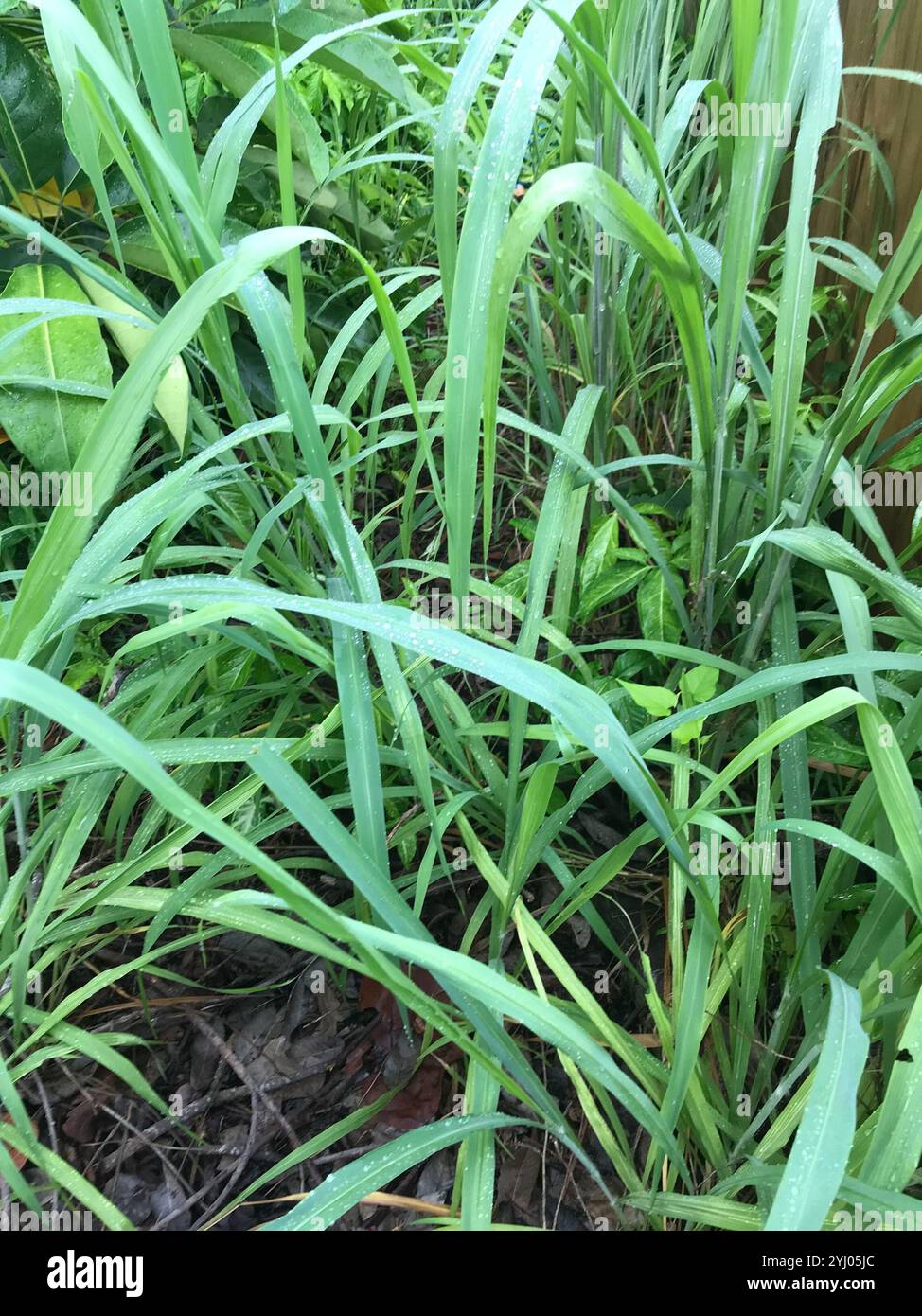 bristlegrasses, bluestems, paspalums, and allies (Panicoideae Stock ...