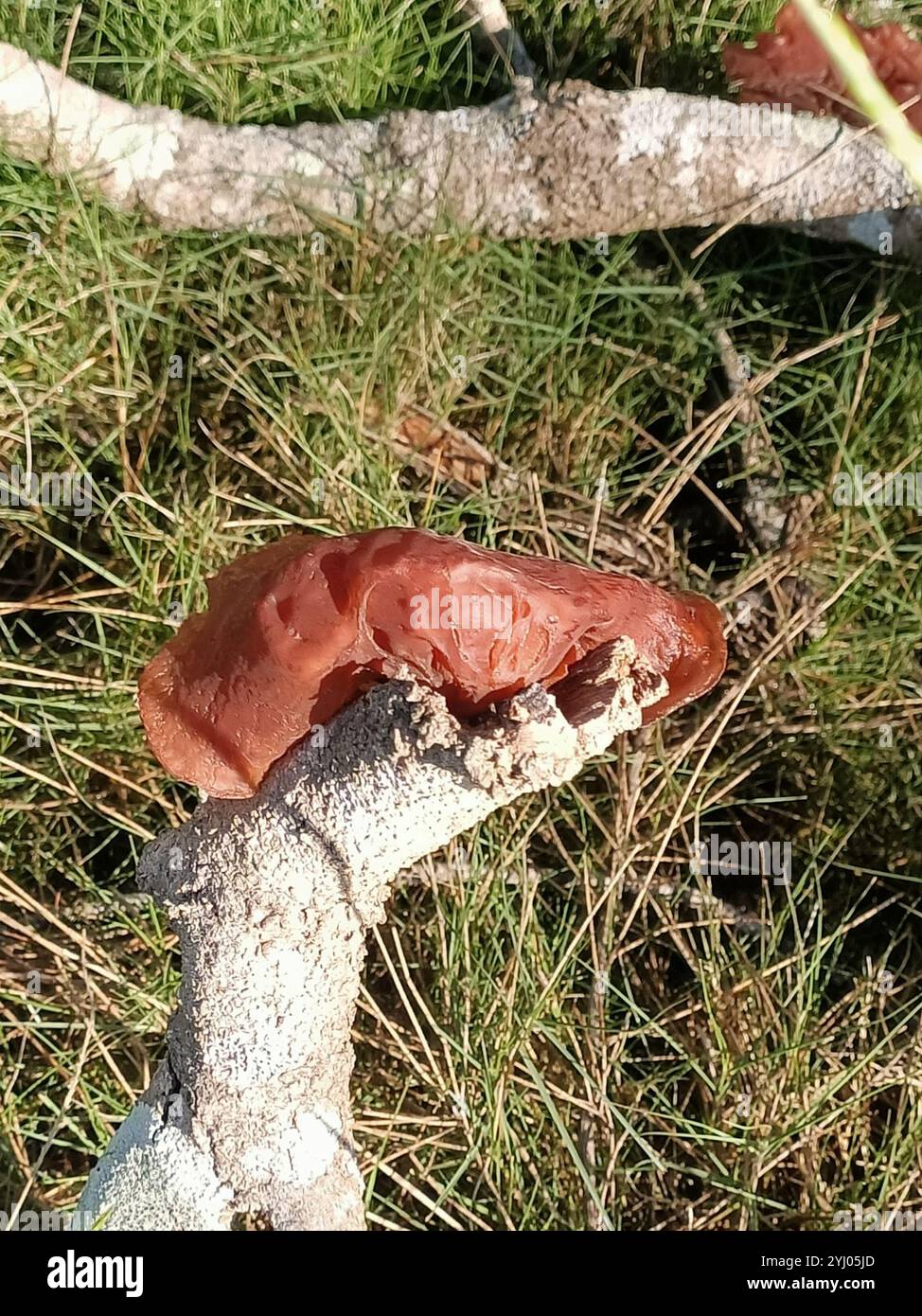 Wood ear fungi (Auricularia Stock Photo - Alamy