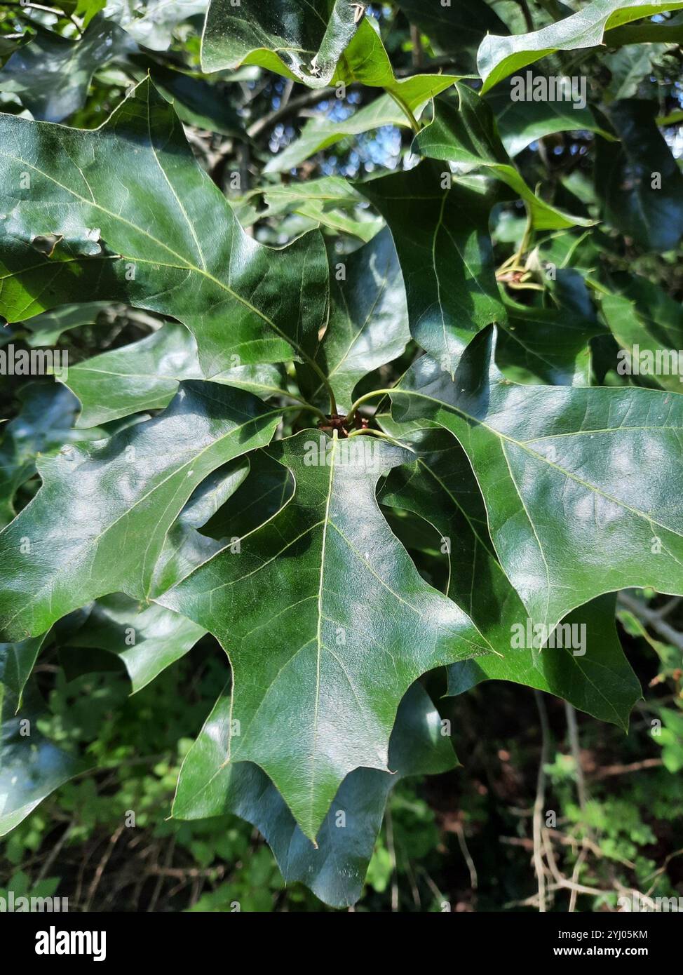 bear oak (Quercus ilicifolia Stock Photo - Alamy