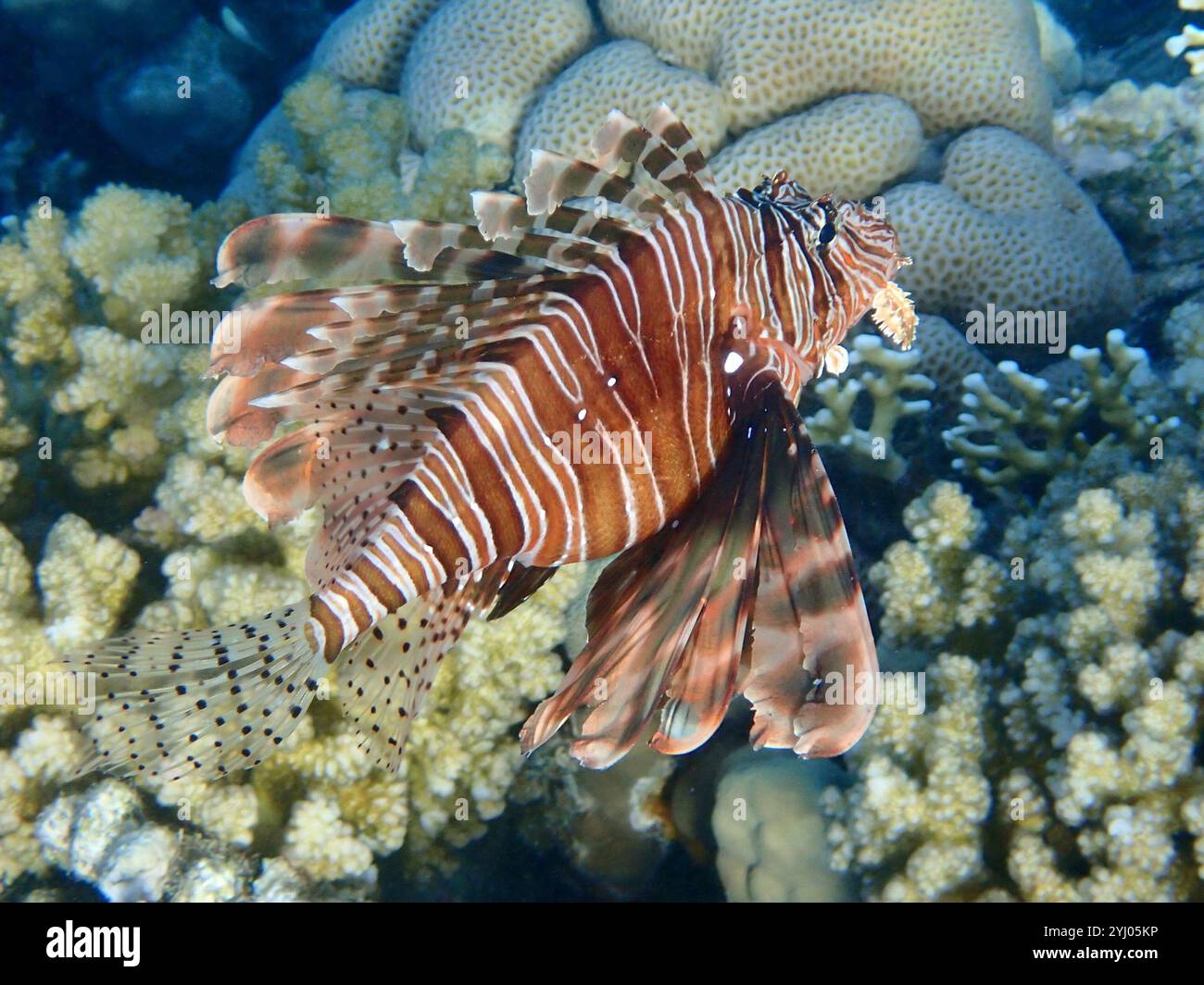 Indian Lionfish (Pterois miles Stock Photo - Alamy