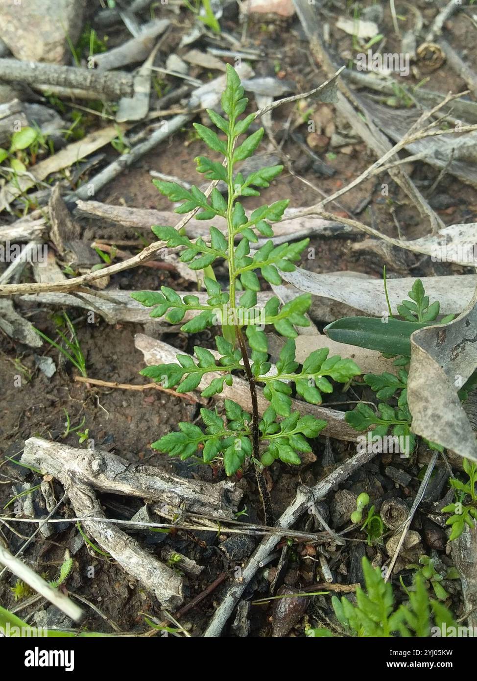 Rock Fern (Cheilanthes austrotenuifolia Stock Photo - Alamy