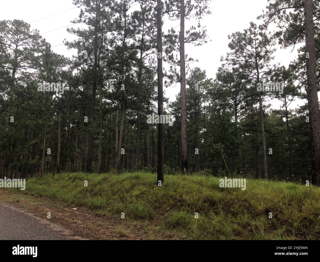 longleaf pine (Pinus palustris Stock Photo - Alamy