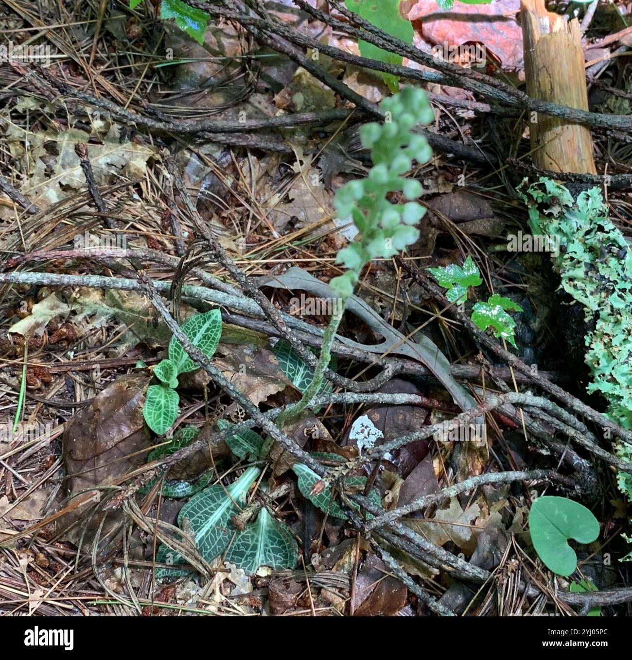 downy rattlesnake plantain (Goodyera pubescens Stock Photo - Alamy