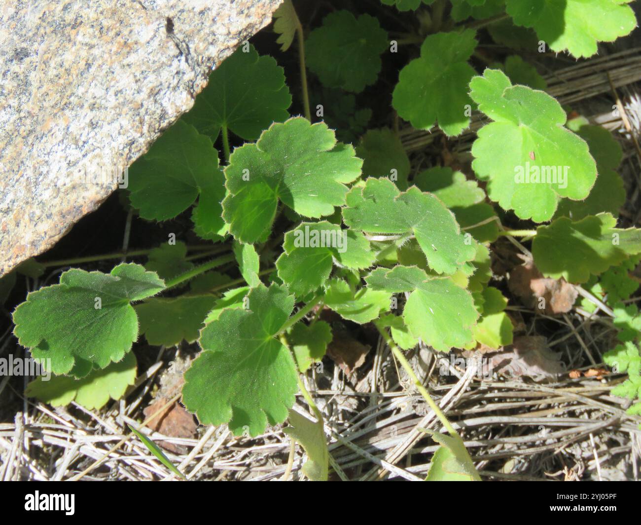 roundleaf alumroot (Heuchera cylindrica Stock Photo - Alamy