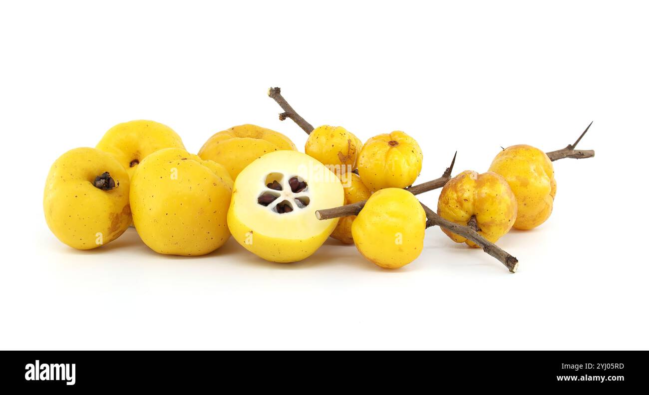 Fresh Japanese quince fruit with vibrant yellow color, whole and halved ...