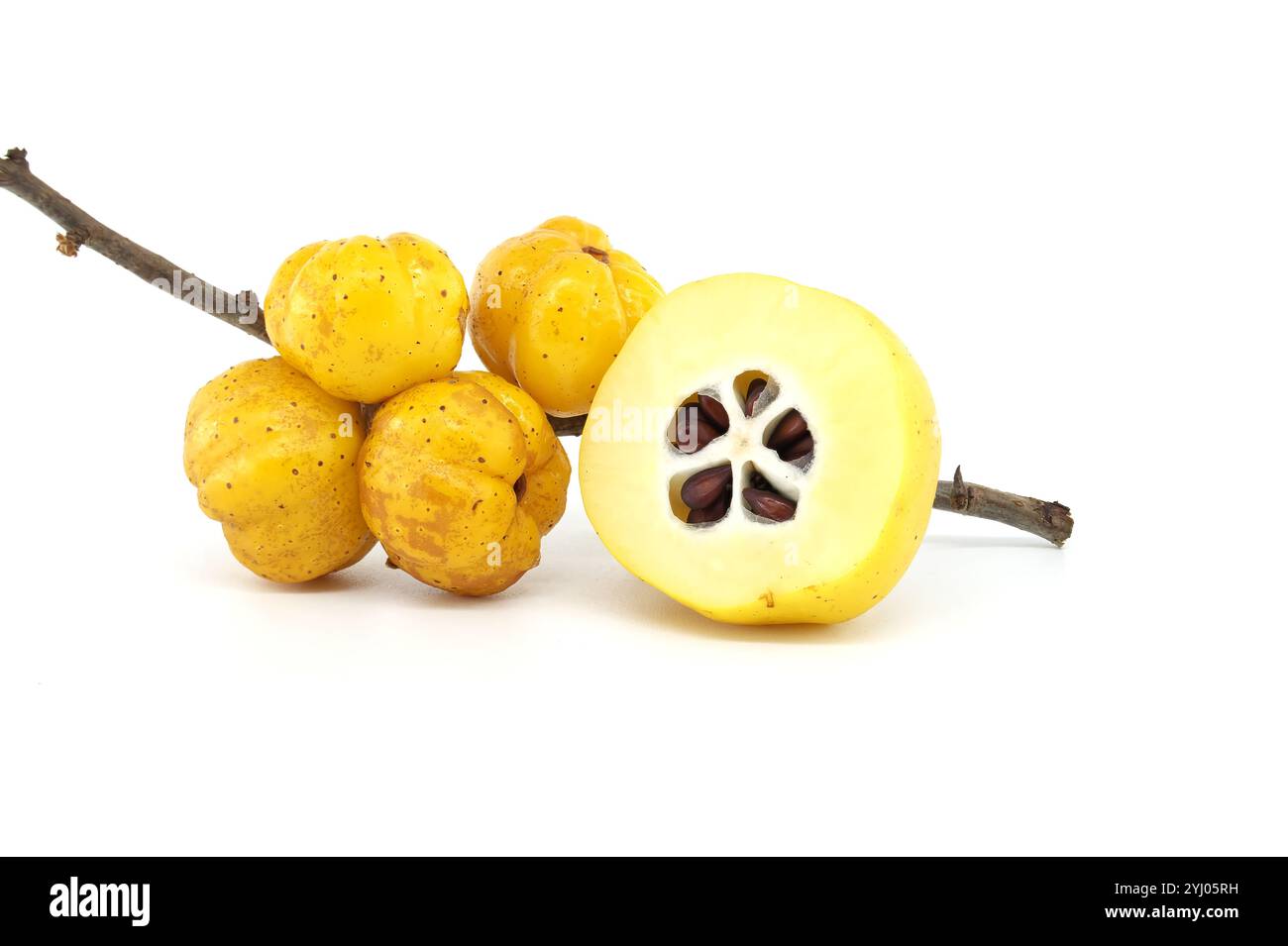 Fresh Japanese quince fruit with vibrant yellow color, whole and halved ...