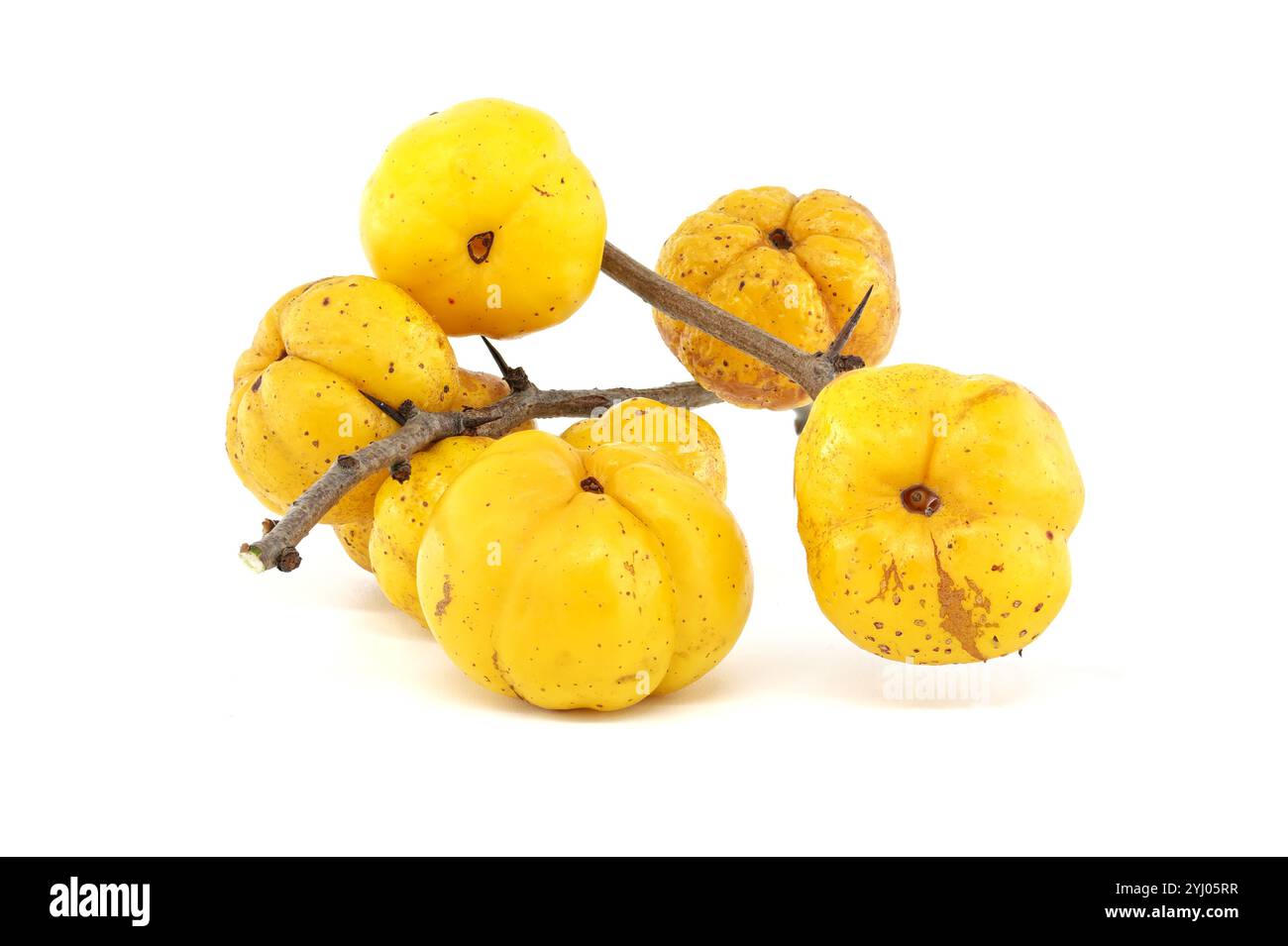 A detailed close-up of fresh yellow Chaenomeles japonica fruits on a ...