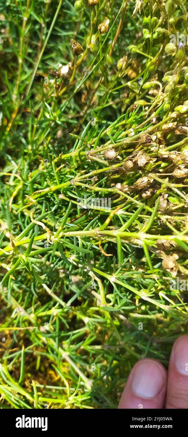 Spergularia media hi-res stock photography and images - Alamy