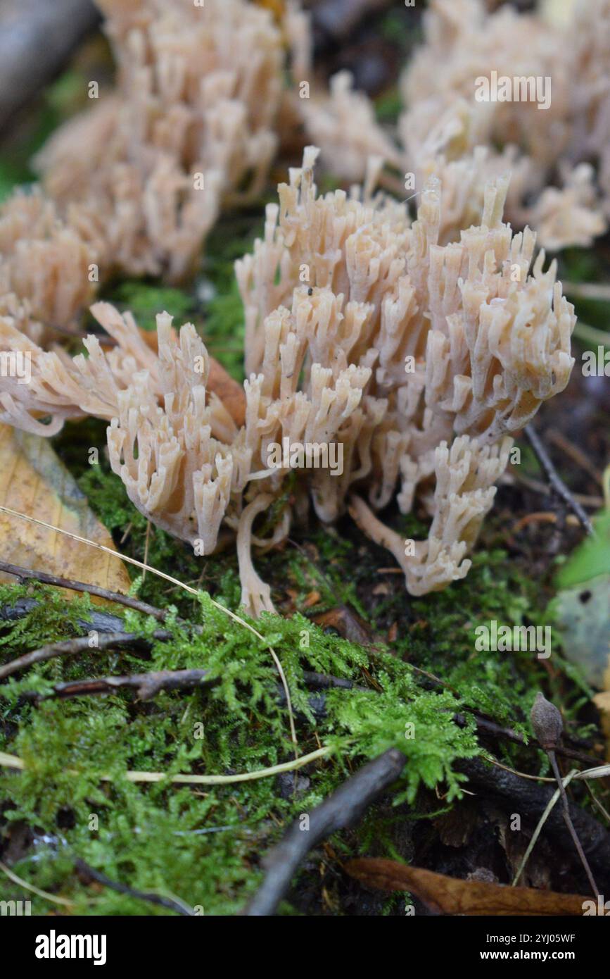 crown-tipped coral fungus (Artomyces pyxidatus Stock Photo - Alamy