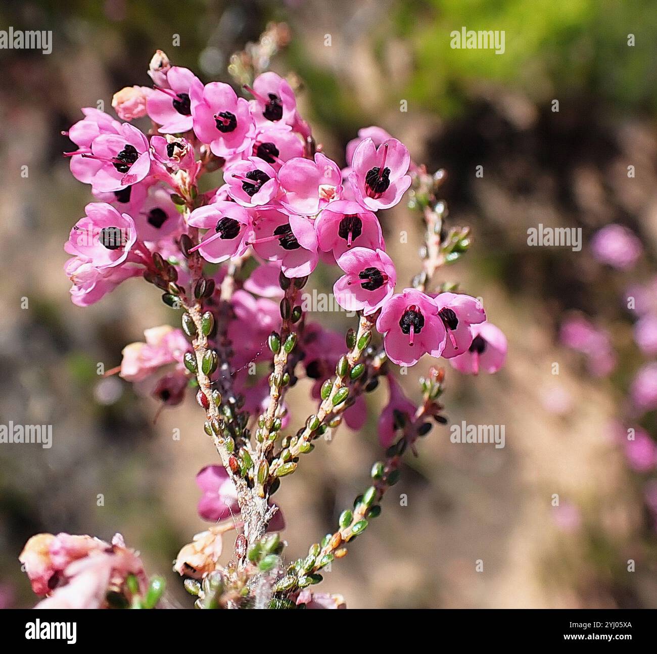 Blackcrown Heath (Erica melanthera Stock Photo - Alamy