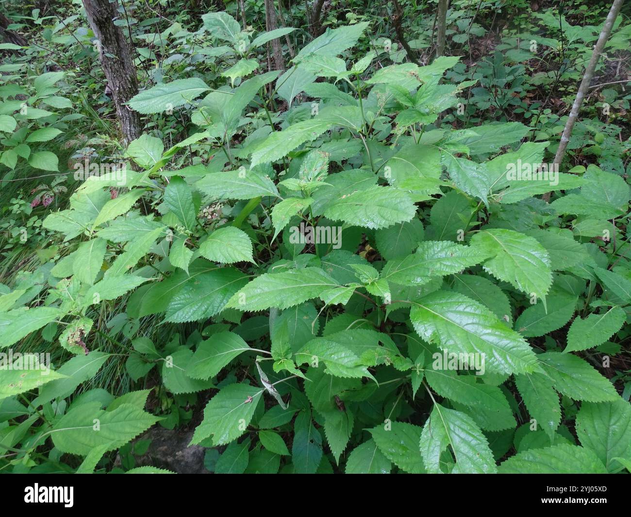 citronella horse balm (Collinsonia canadensis Stock Photo - Alamy