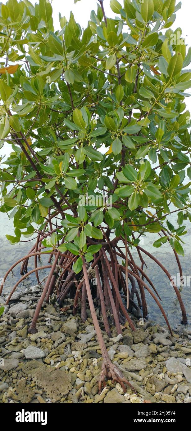 red mangrove (Rhizophora mangle Stock Photo - Alamy