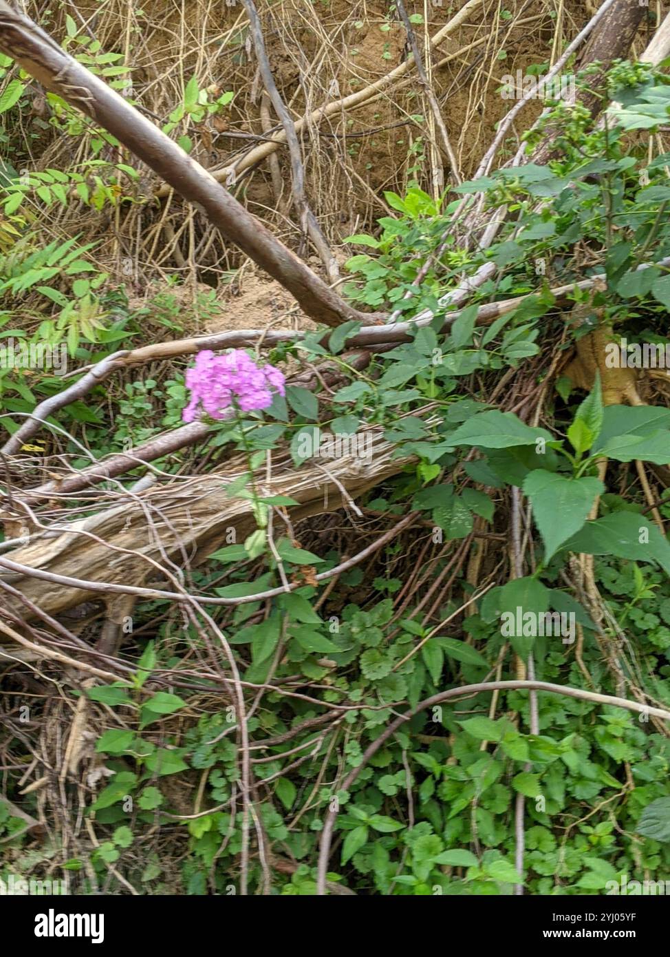 fall phlox (Phlox paniculata Stock Photo - Alamy