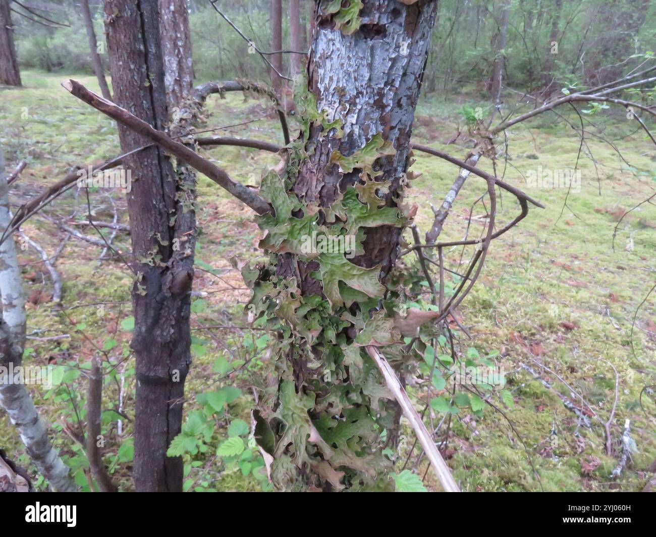 Tree Lungwort (Lobaria pulmonaria Stock Photo - Alamy