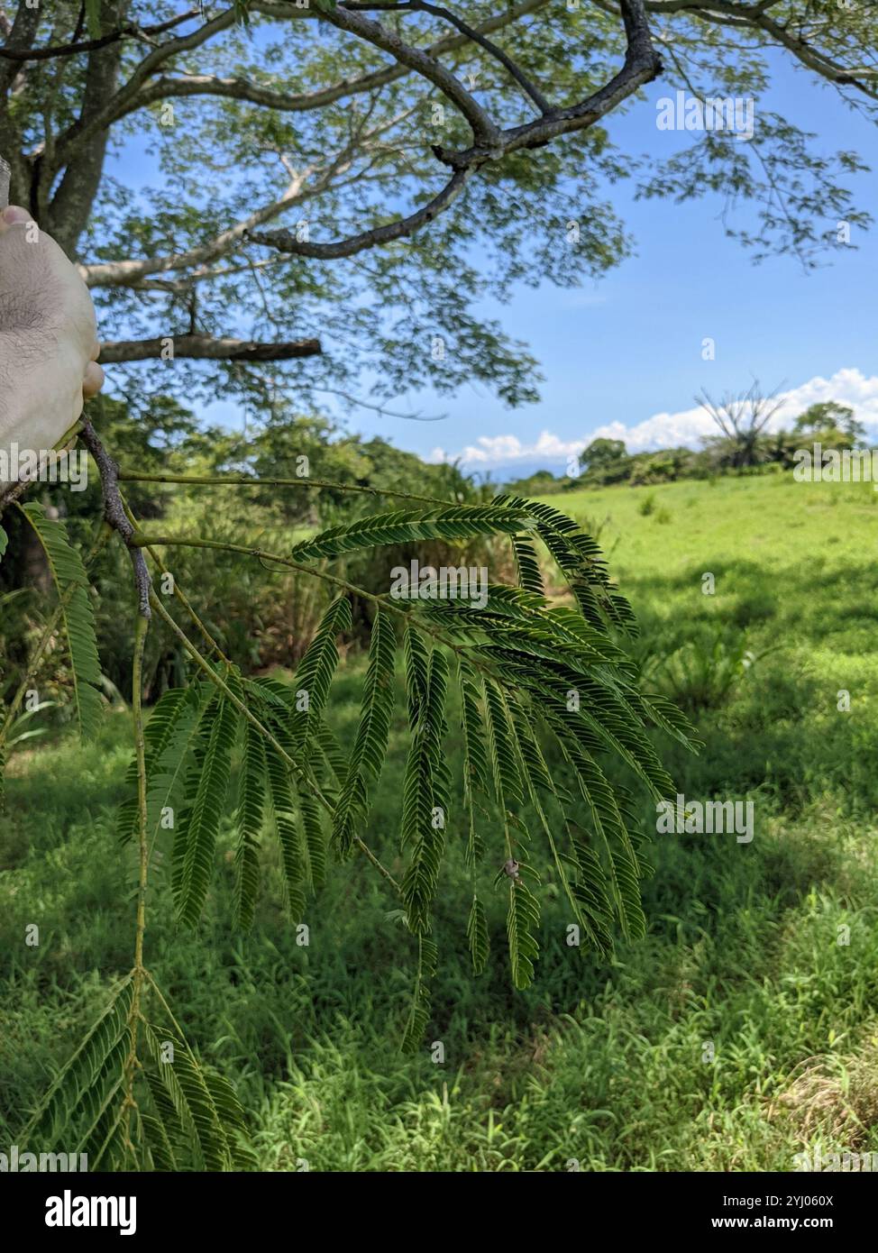 elephant ear tree (Enterolobium cyclocarpum Stock Photo - Alamy