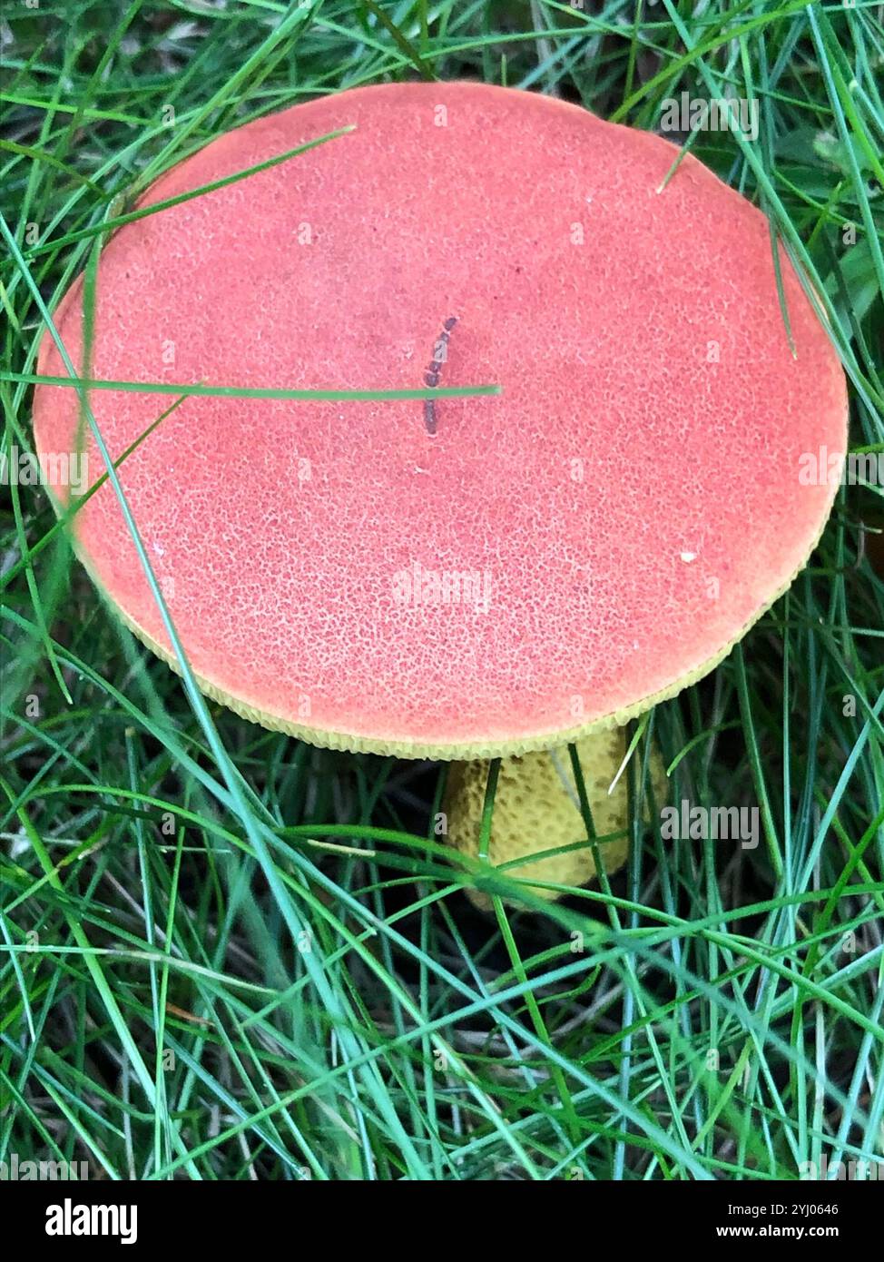 Hortiboletus hi-res stock photography and images - Alamy