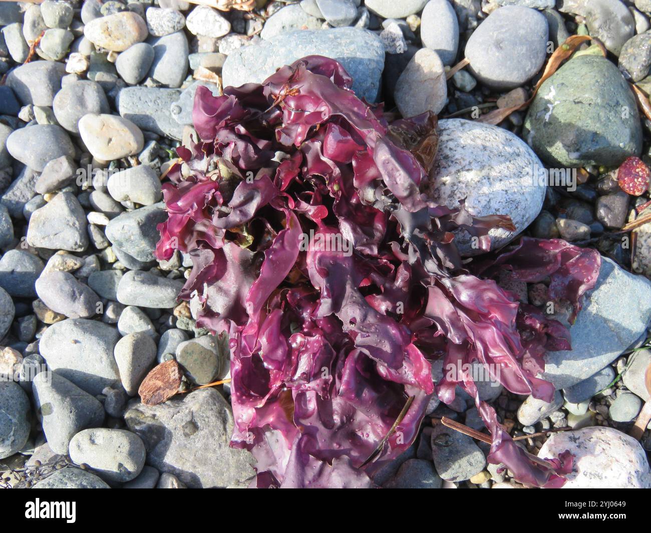 red algae (Rhodophyta Stock Photo - Alamy