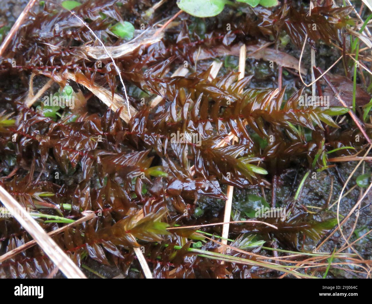 Fontinalis antipyretica willow moss hi-res stock photography and images ...