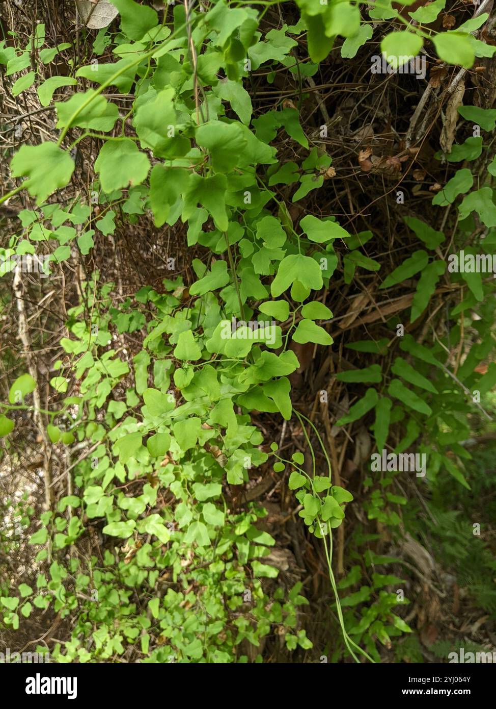 Climbing Maidenhair (Lygodium microphyllum Stock Photo - Alamy