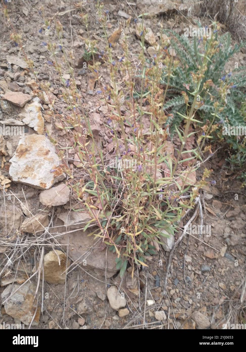 Low Beardtongue (Penstemon humilis Stock Photo - Alamy