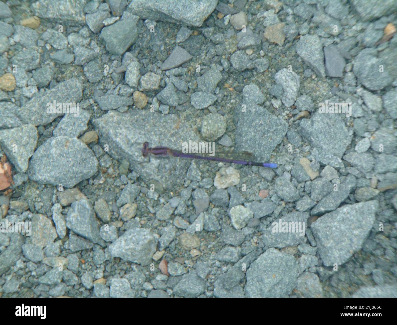 Variable dancer hi-res stock photography and images - Alamy