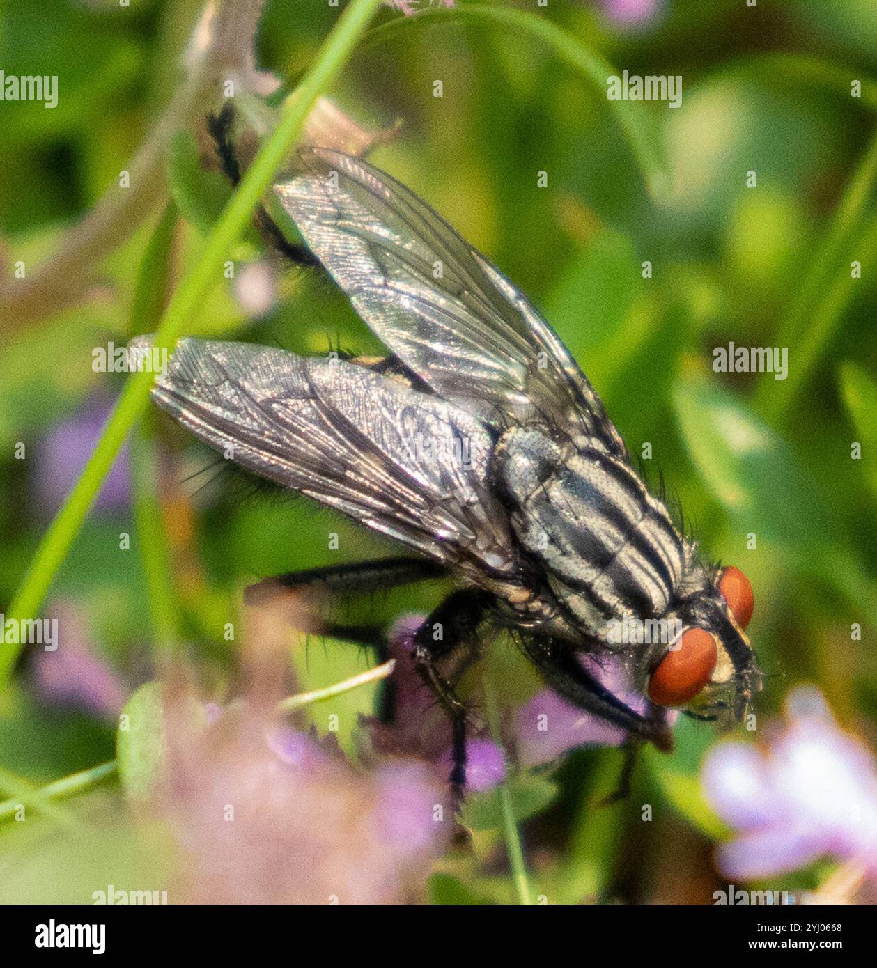 Common Flesh Flies (Sarcophaga Stock Photo - Alamy
