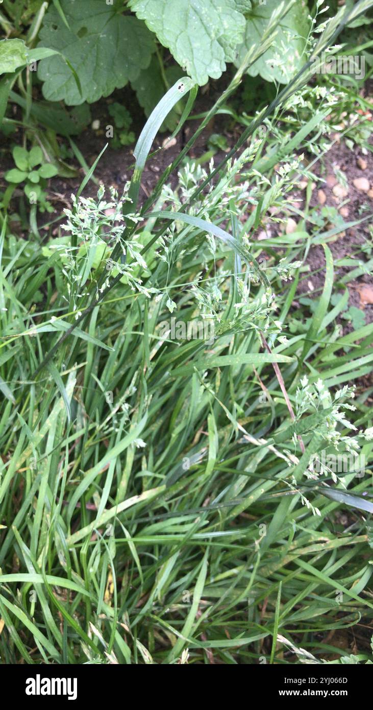 Annual Meadow-grass (Poa annua Stock Photo - Alamy