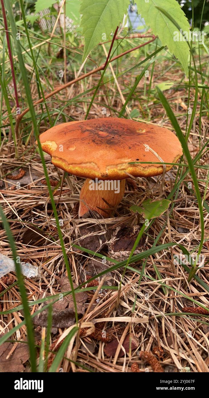 Red-mouth Bolete (Neoboletus subvelutipes Stock Photo - Alamy